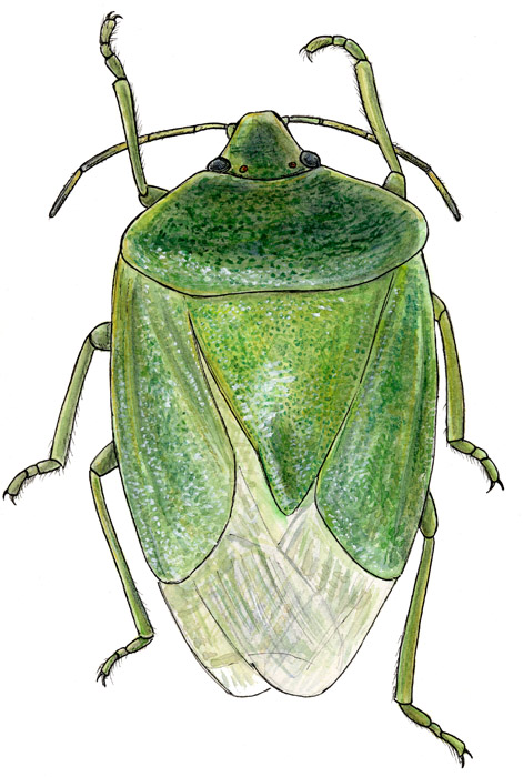 Joe MacGown's Insect Art Gallery 2