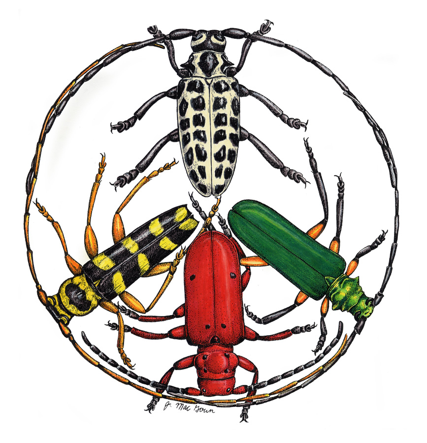 Joe MacGown's Insect Art Gallery 2